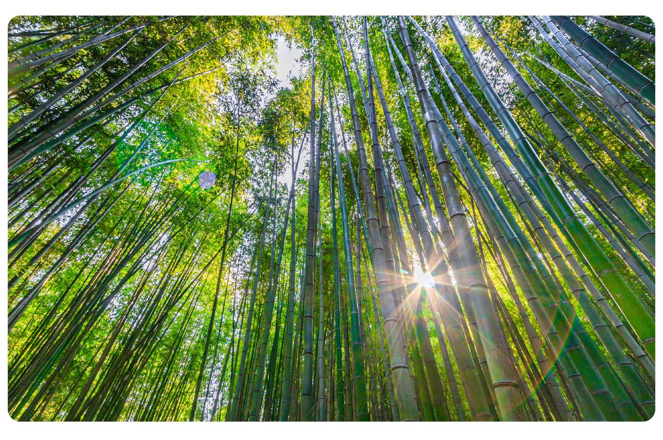 [Autumn Special] Damyang Bamboo Forest & Metasequoia Road from Busan ...